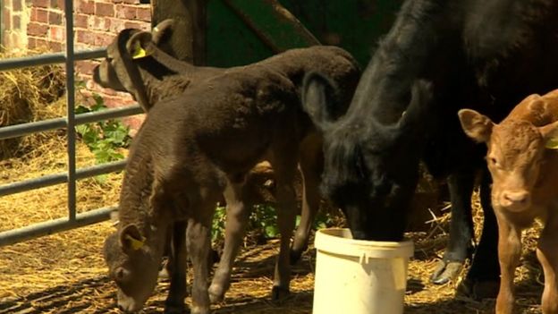 Anglesey farmer's shock after cow gives birth to triplets - BBC News