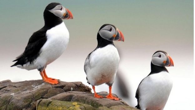 Four UK bird species including puffins 'face extinction' - BBC News