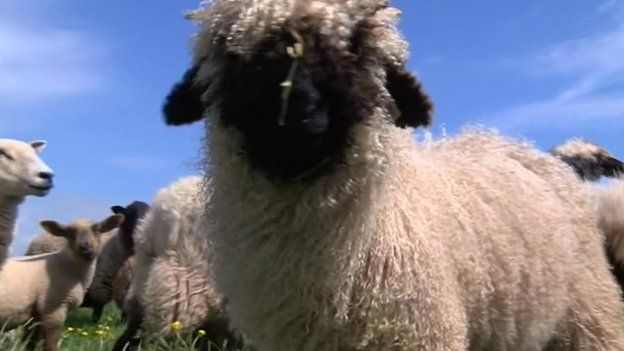 Overgrown Australian sheep Chris 'breaks world record' - BBC Newsround