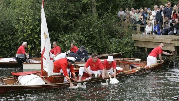 Swan numbers on River Thames down after shootings - BBC News