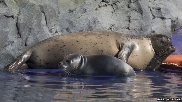 'Holiday romance' seal pup surprise for Hunstanton Sea Life Sanctuary ...