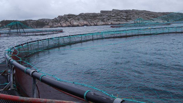 Can farmed fish meet the world's appetite for seafood? - BBC News
