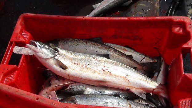 Traditional Solway fishing fears aired - BBC News