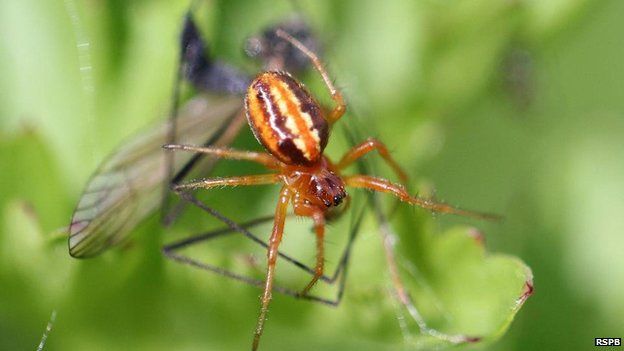 'Extinct' Hypsosinga heri spider found in Dorset reserve - BBC News
