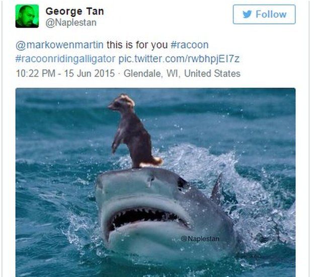 Man captures photo of raccoon 'riding an alligator' - BBC News