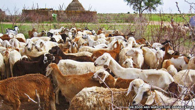 Sudan vets seize ewes 'disguised as rams' - BBC News