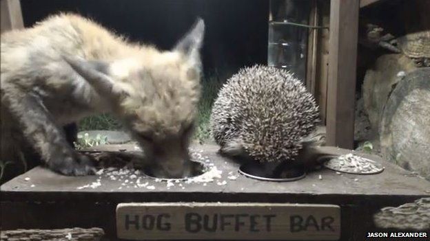 Fox and hedgehog captured eating together on webcam - BBC News