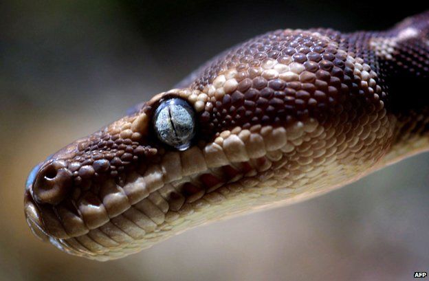 Het beste van de Australische taal