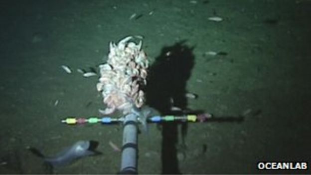 New record for deepest fish - BBC News