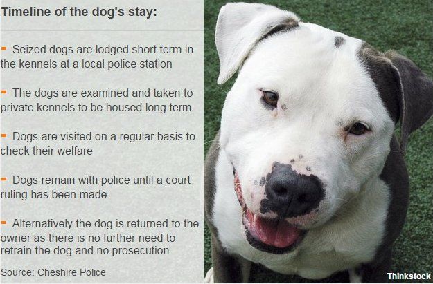Kennelling seized dogs places 'burden' on police budgets - BBC News