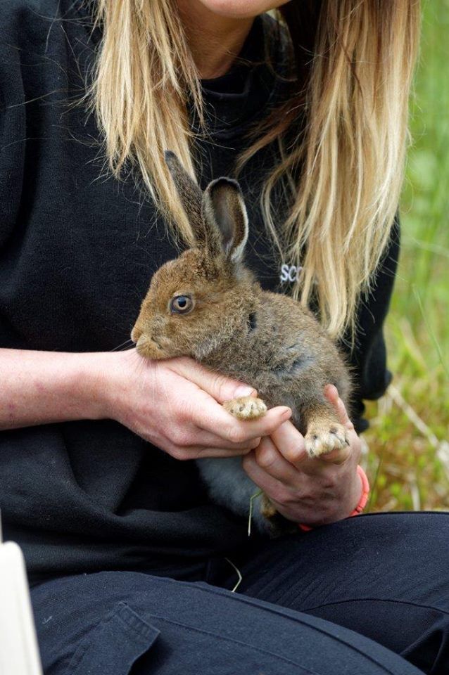 Hare today, gone tomorrow: Rescued Nevis released - BBC News