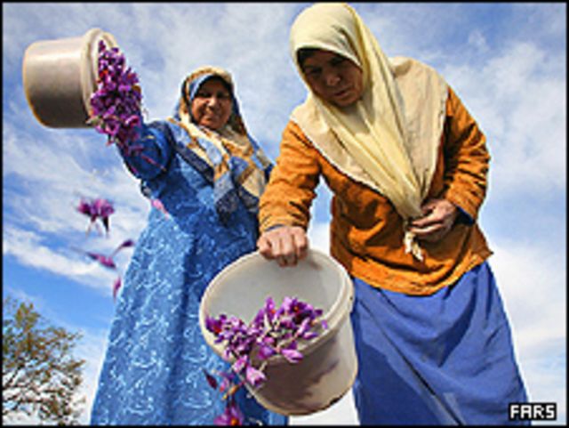 خشکسالی تولید و صادرات زعفران ایران را تهدید می کند - BBC News فارسی