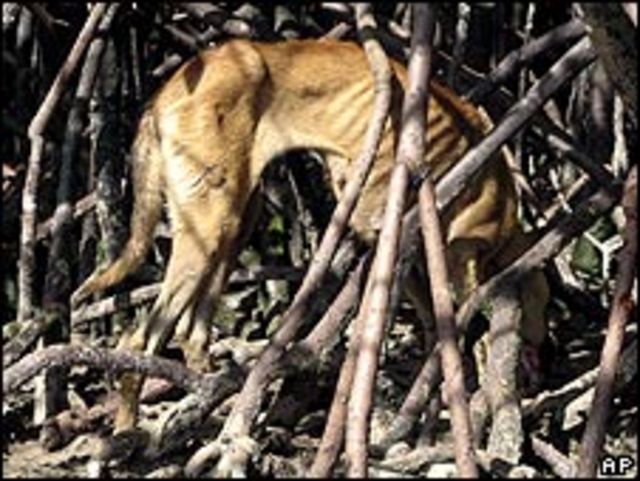 В Малайзии собаки стали каннибалами - BBC News Русская служба