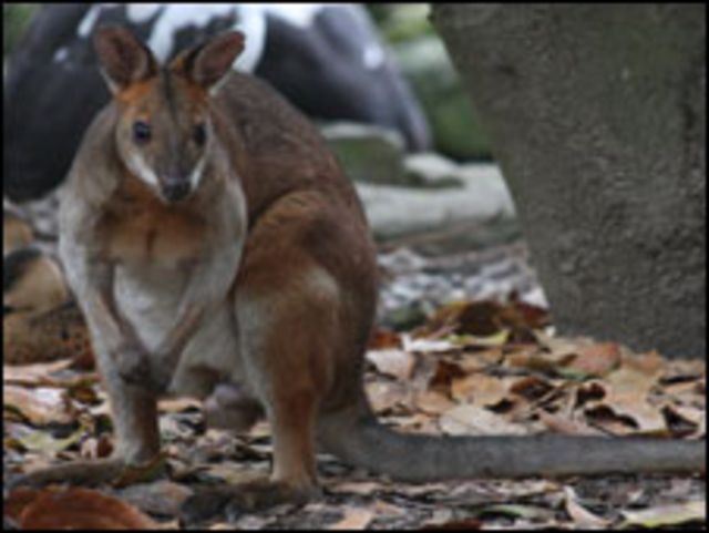 Ópio faz canguru andar em círculos na Austrália - BBC News Brasil