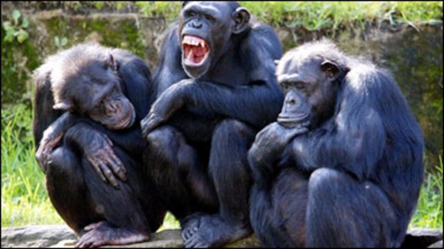 Sokwe wajifunza kukwepa mitego - BBC News Swahili