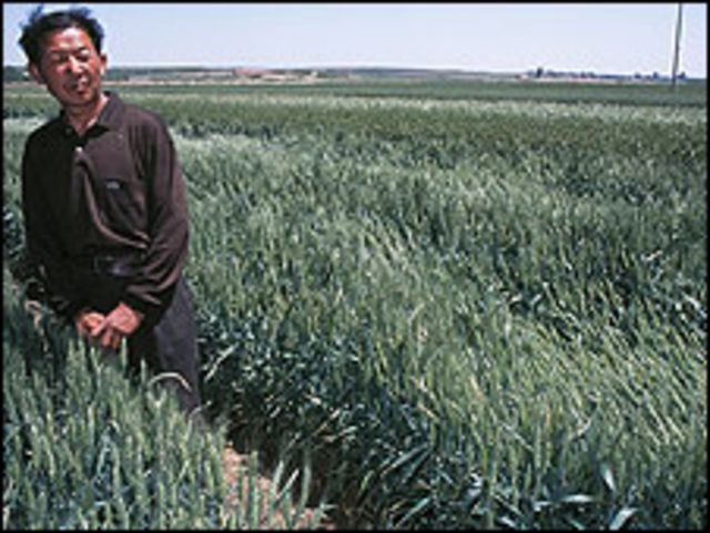 Trigo y maíz: S.O.S. - BBC News Mundo