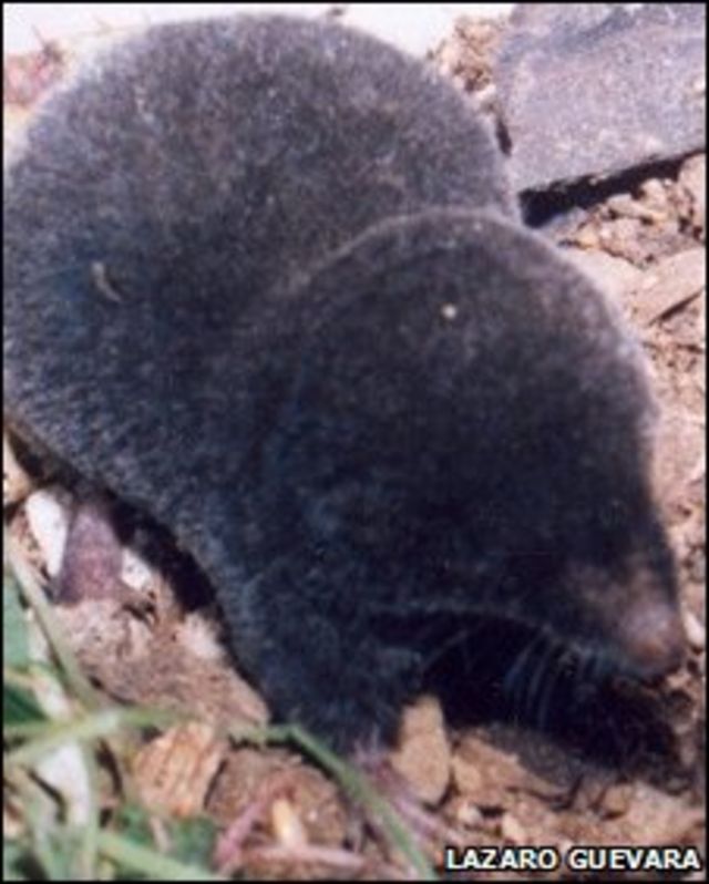 La resurrección de la musaraña mexicana - BBC News Mundo