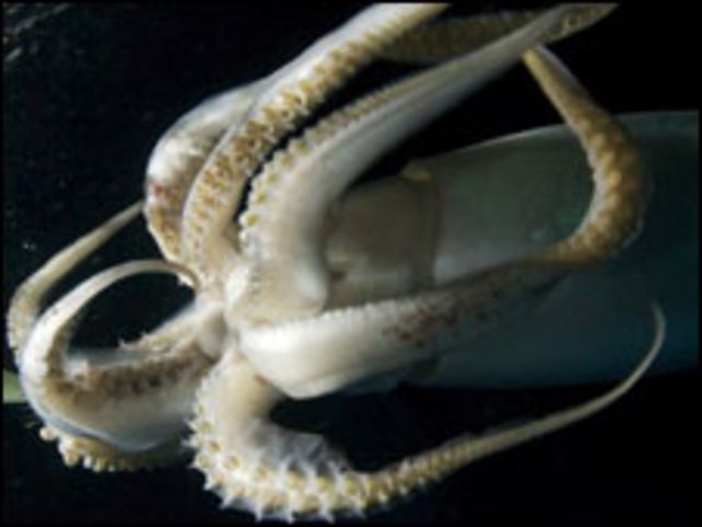 Lulas gigantes invadem costa da Califórnia - BBC News Brasil