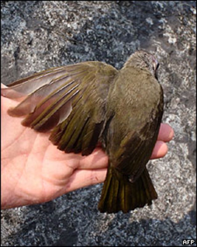 Descubren raro pájaro calvo en Laos - BBC News Mundo