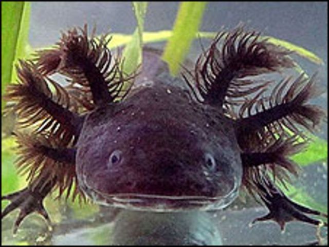 Cientistas estudam anfíbio 'monstro' para tratar regeneração de membros ...