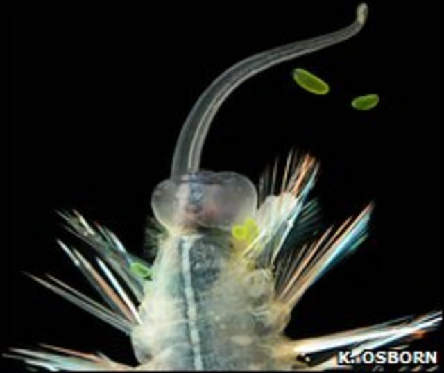 Cientistas descobrem vermes que soltam 'bombas de luz' no mar - BBC ...