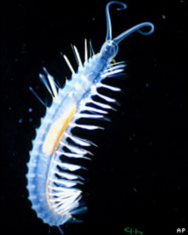 Gusanos marinos lanzan bombas luminosas - BBC News Mundo