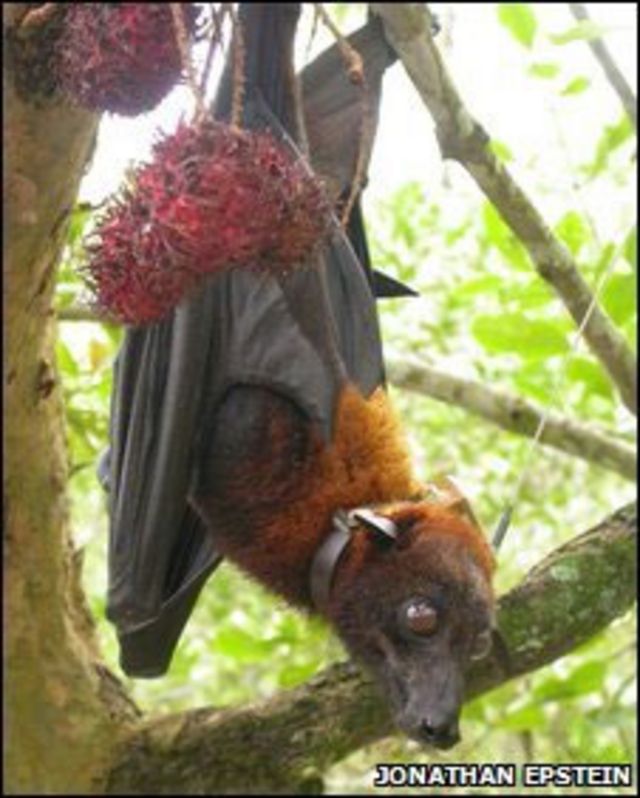 Raposa-voadora pode ser extinta até 2015 na Malásia, diz estudo - BBC ...