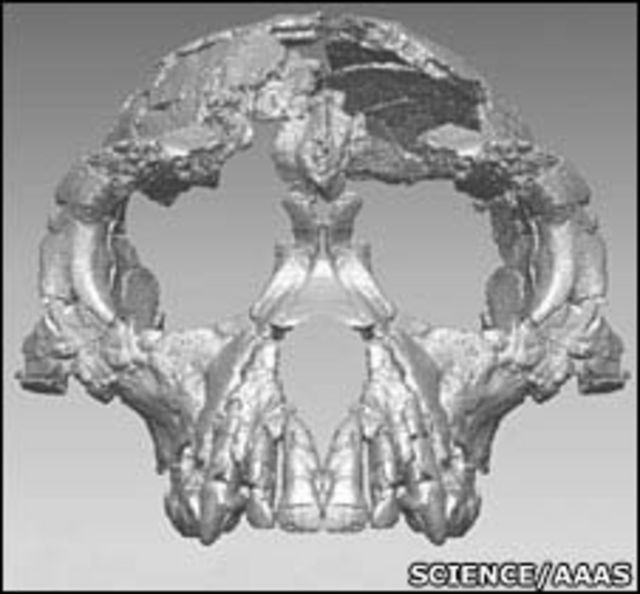 "Ardi" es la mujer del año - BBC News Mundo