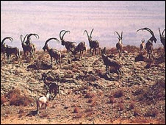 آئی بیکس کو وائرس سے بچانے کی کوشش - BBC News اردو