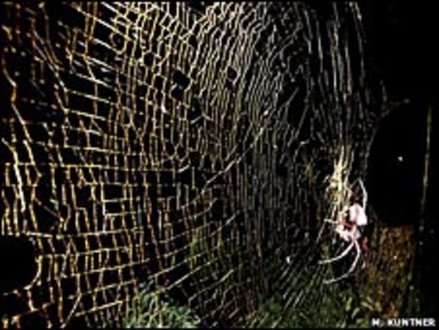 La mayor tejedora de telarañas del mundo - BBC News Mundo