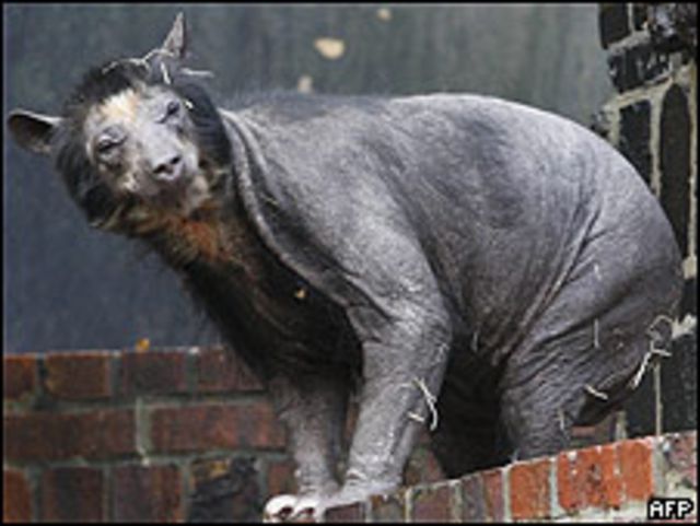 El misterio de las osas "calvas" - BBC News Mundo