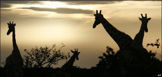 Jirafas se salvan de la extinción - BBC News Mundo