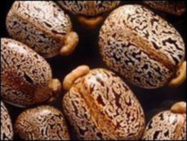 Desarrollan antídoto contra la ricina - BBC News Mundo