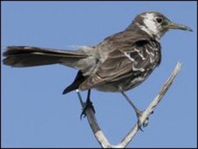 El sinsonte volverá a su isla en Galápagos - BBC News Mundo