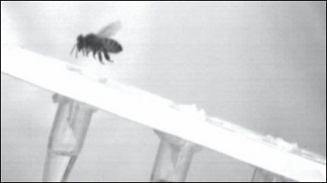 Ong hạ cánh thế nào? - BBC News Tiếng Việt