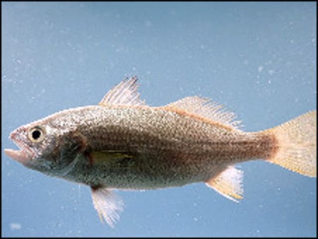 Peixes têm boa memória e capacidade de aprender, afirma estudo - BBC ...