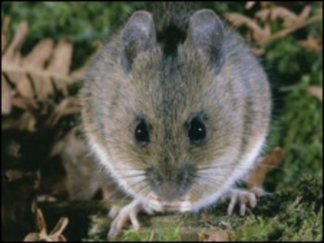 Tikus gemar tumbuhan beracun - BBC News Indonesia