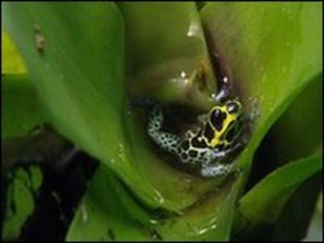 Rana peruana revela secreto de la fidelidad - BBC News Mundo