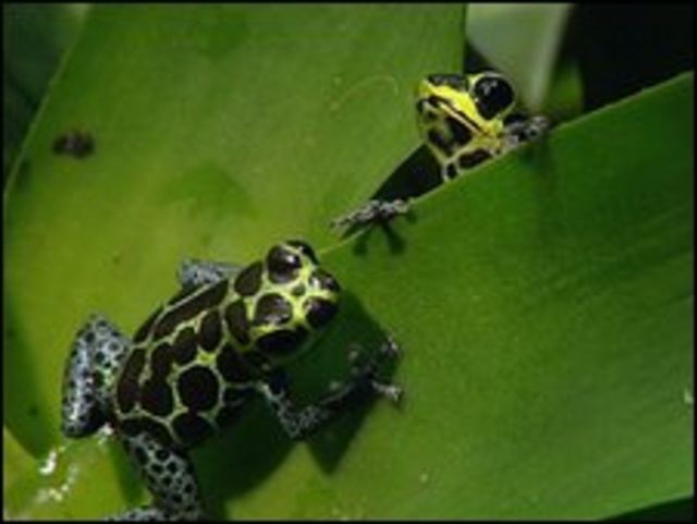 Rana peruana revela secreto de la fidelidad - BBC News Mundo