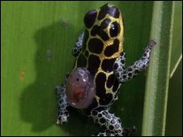 Rana peruana revela secreto de la fidelidad - BBC News Mundo