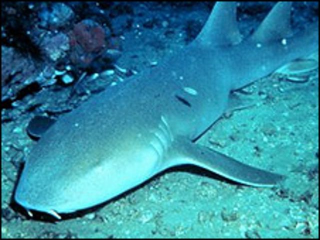 Cientistas encontram fóssil de tubarão de dez metros nos EUA - BBC News ...