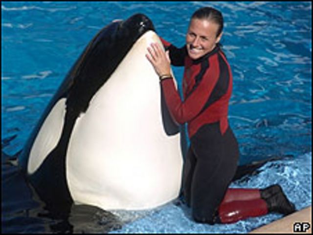 Orca arrastró a su entrenadora a la muerte por el cabello - BBC News Mundo
