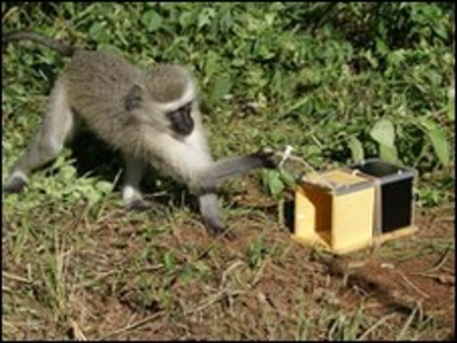 Los monos prefieren maestras hembras - BBC News Mundo