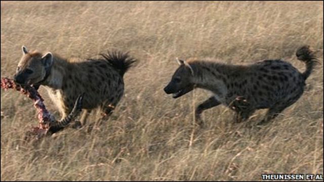 लकड़बग्घे की हँसी का राज़ - BBC News हिंदी