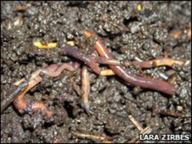 Las lombrices toman decisiones en grupo - BBC News Mundo