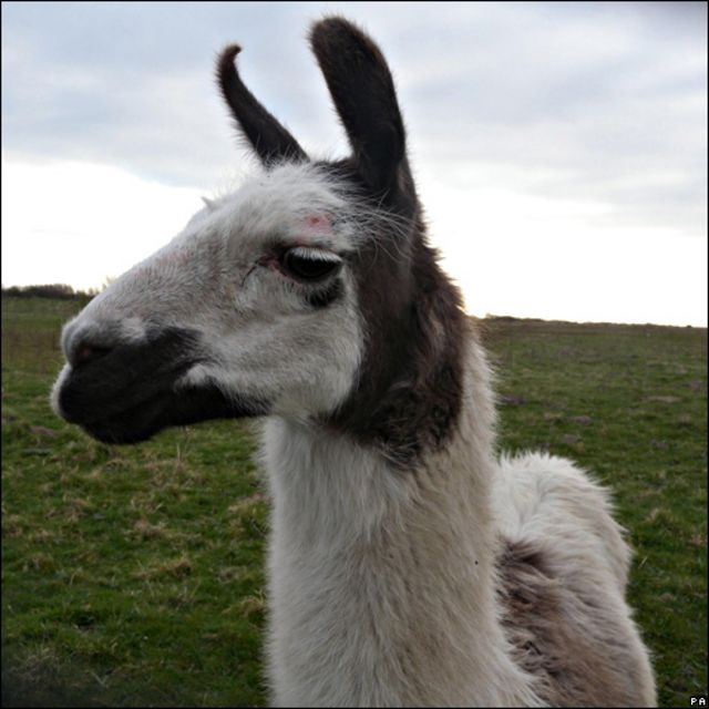 La semana en imágenes - BBC News Mundo