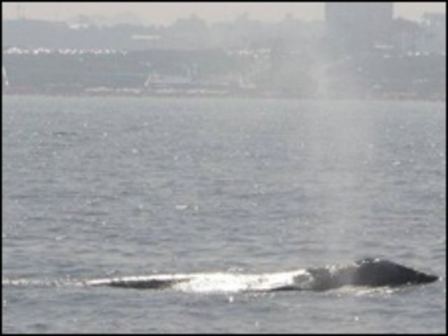El regreso de la ballena gris - BBC News Mundo
