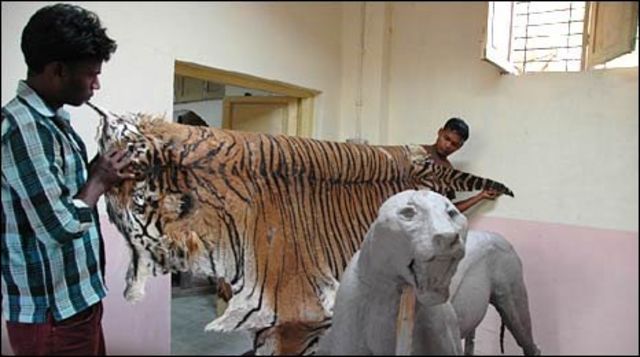 Zoo na Índia vai exibir animais empalhados - BBC News Brasil