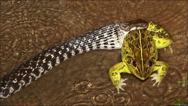 La semana en imágenes - BBC News Mundo