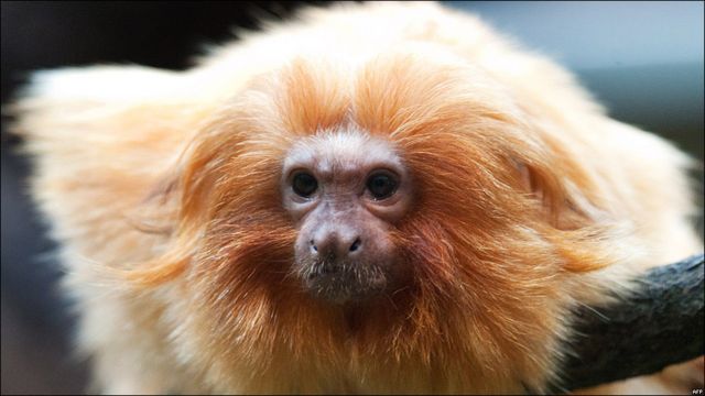 La semana en imágenes - BBC News Mundo